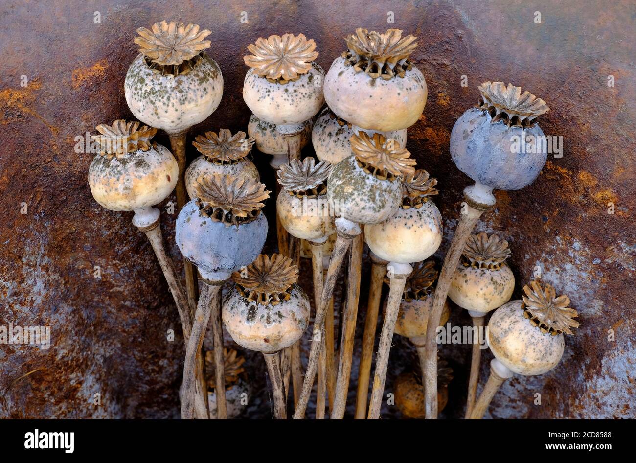 dried poppy seed heads on rusty metal background Stock Photo - Alamy