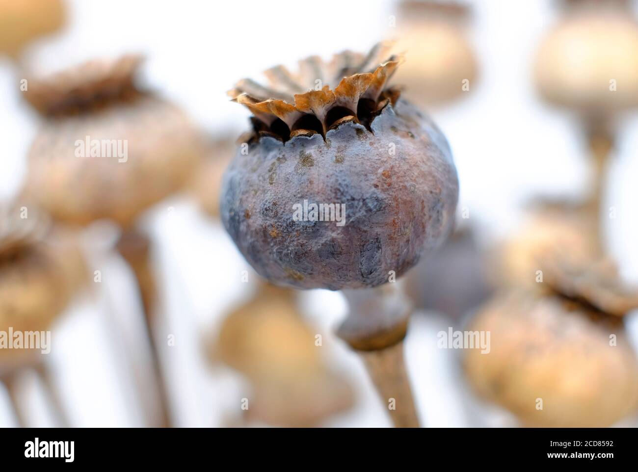dried poppy seed heads on white background Stock Photo - Alamy