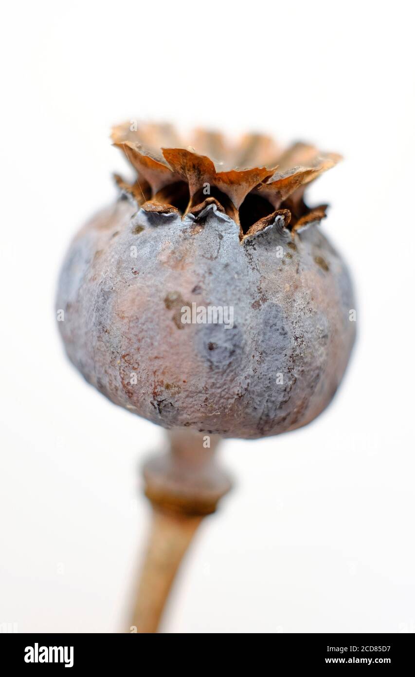 dried poppy seed heads on white background Stock Photo - Alamy