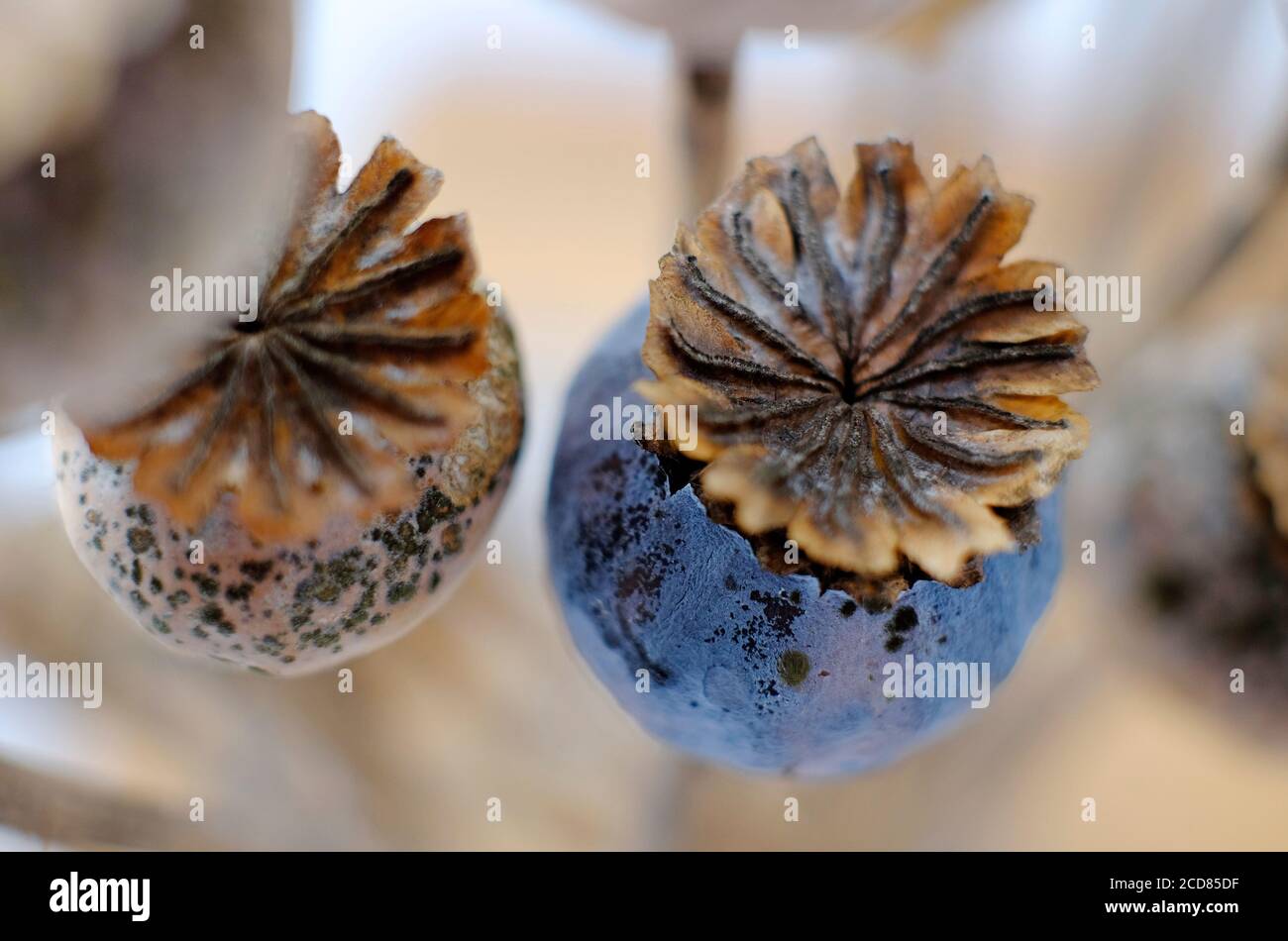 dried poppy seed heads on white background Stock Photo - Alamy