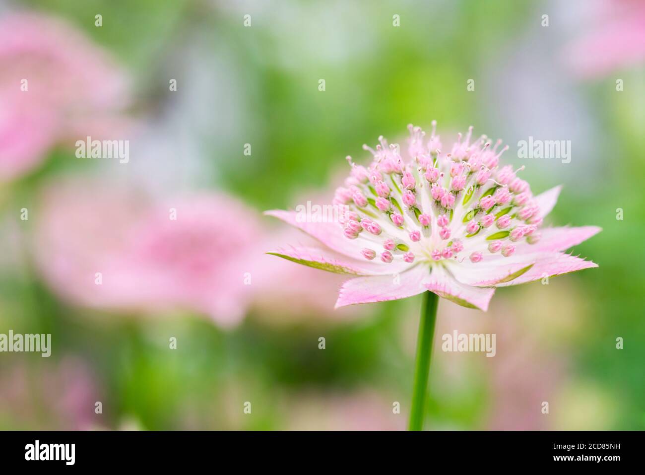 ASTRANTIA MAXIMA; LARGEST MASTERWORT Stock Photo - Alamy