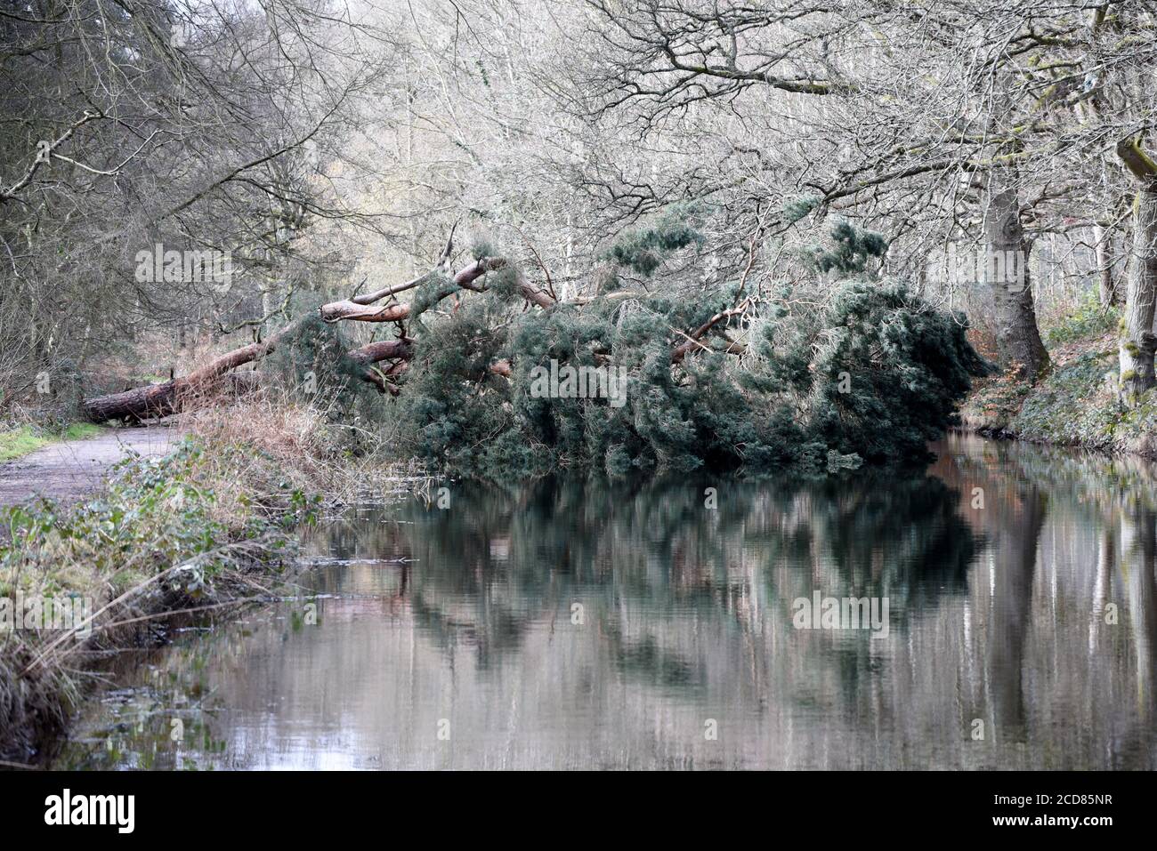 The waterway is blocked by a fallen tree on this photo taken along the ...