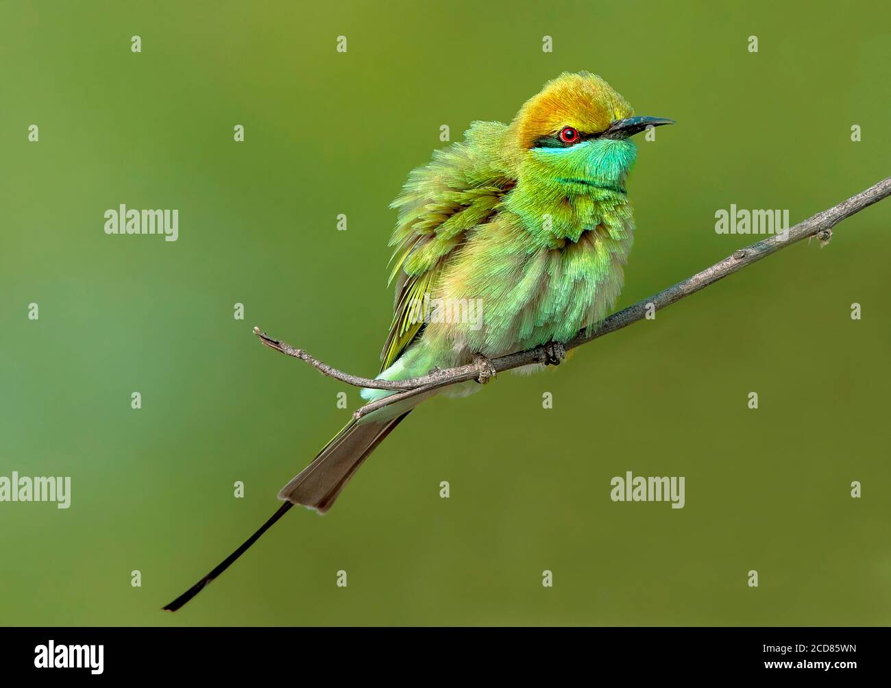 bee eaters in wildlife Stock Photo - Alamy