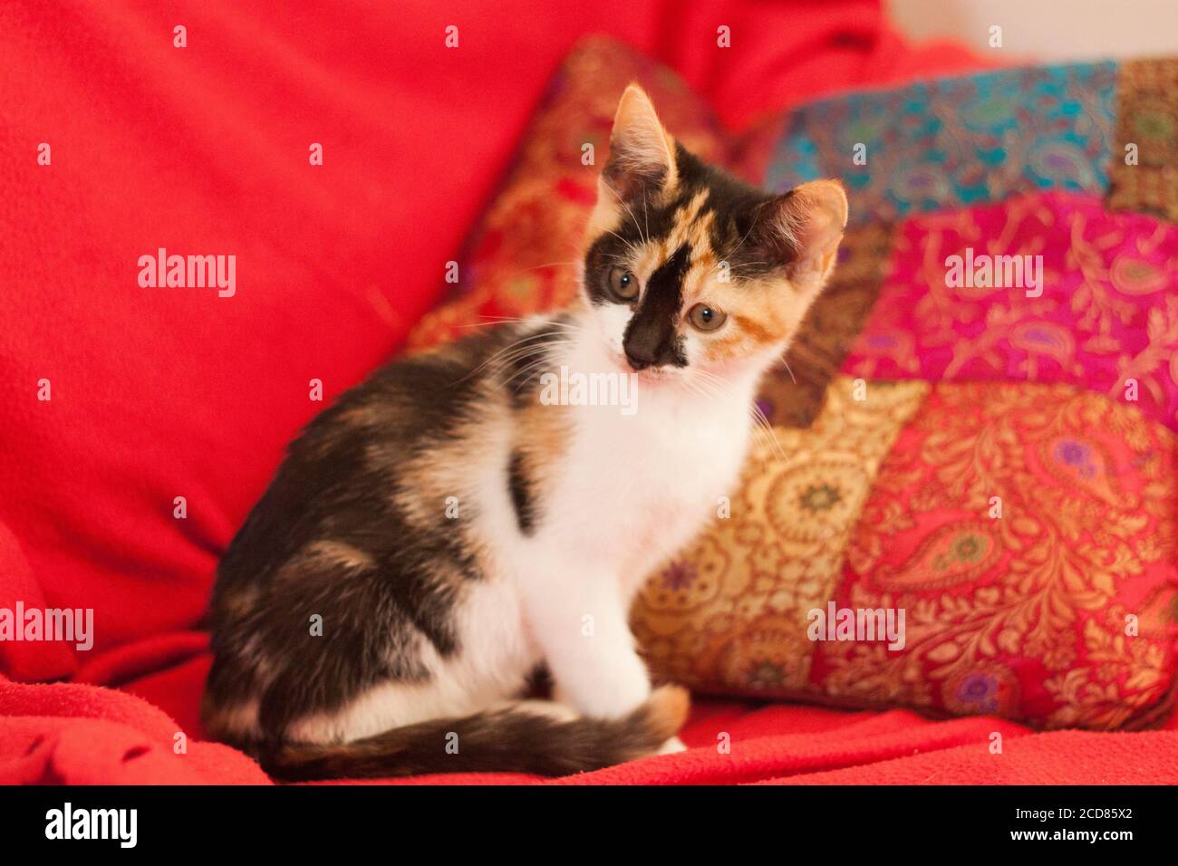 Calico/ tortoiseshell kitten Stock Photo - Alamy
