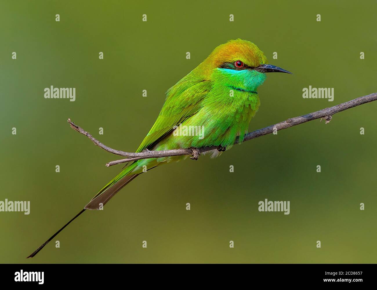 bee eaters in wildlife Stock Photo - Alamy