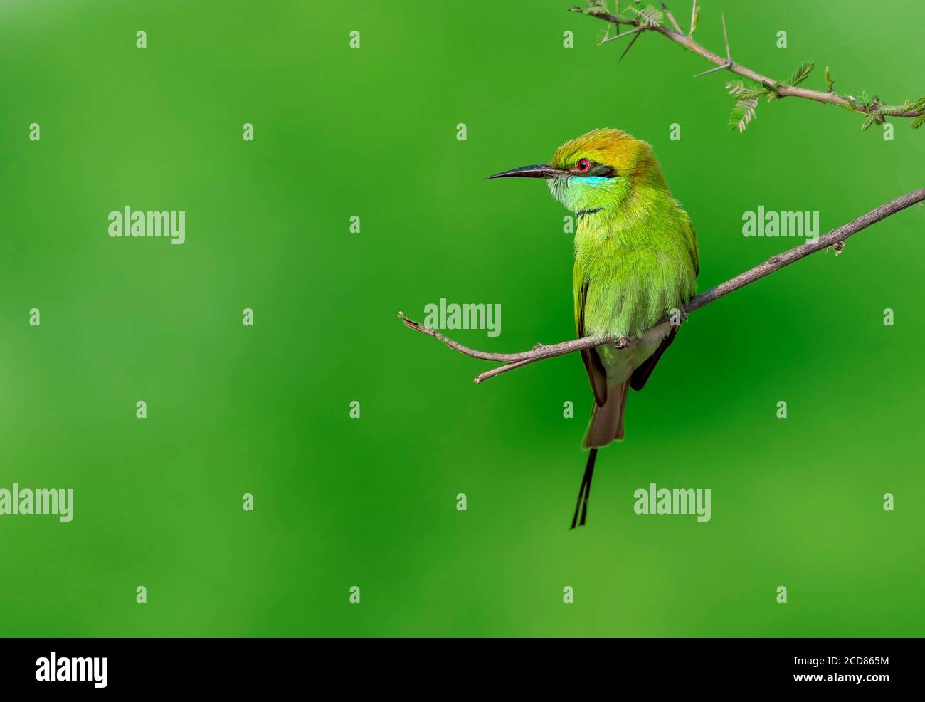 bee eaters in wildlife Stock Photo - Alamy