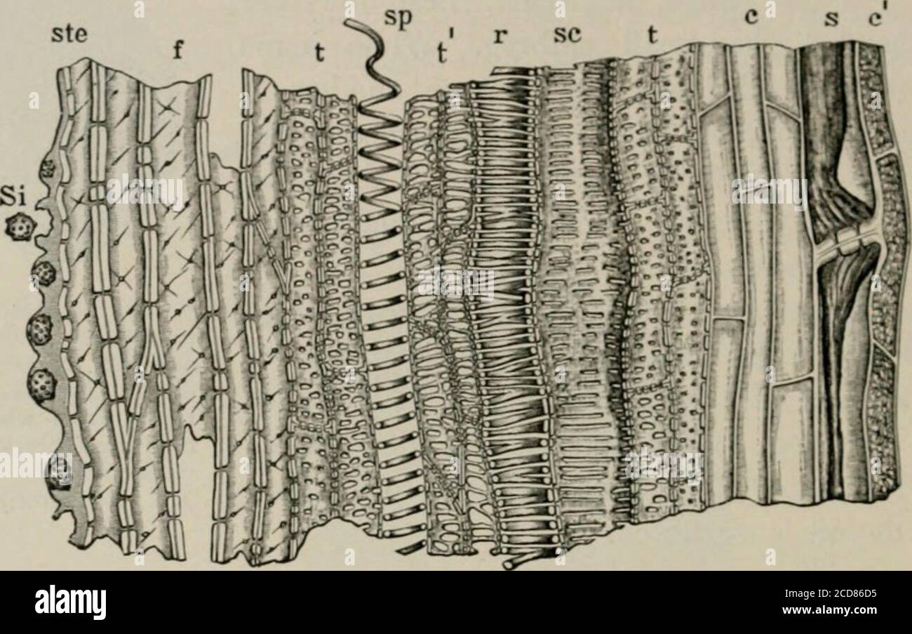 Phloem Fibers