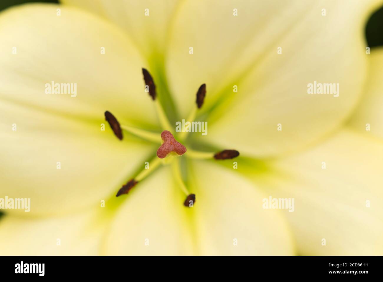 Pale yellow lily flower lilium hi-res stock photography and images - Alamy