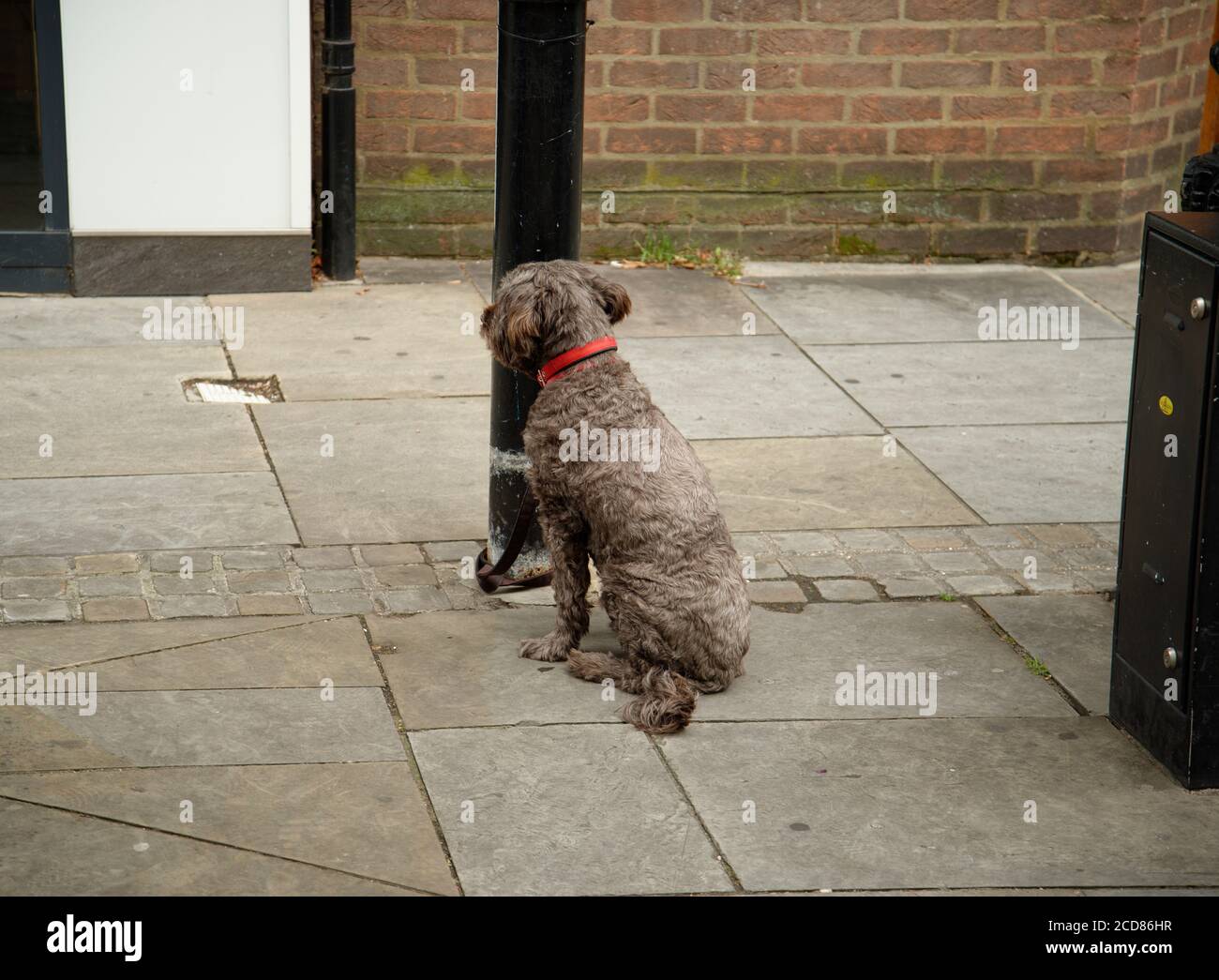Dog waiting patiently outside a restaurant. Tied by its lead to a lamp ...