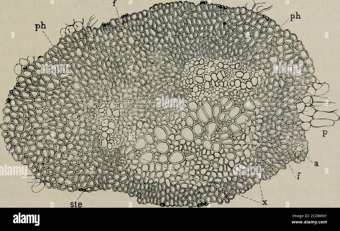 Mesocarp fiber hi-res stock photography and images - Alamy