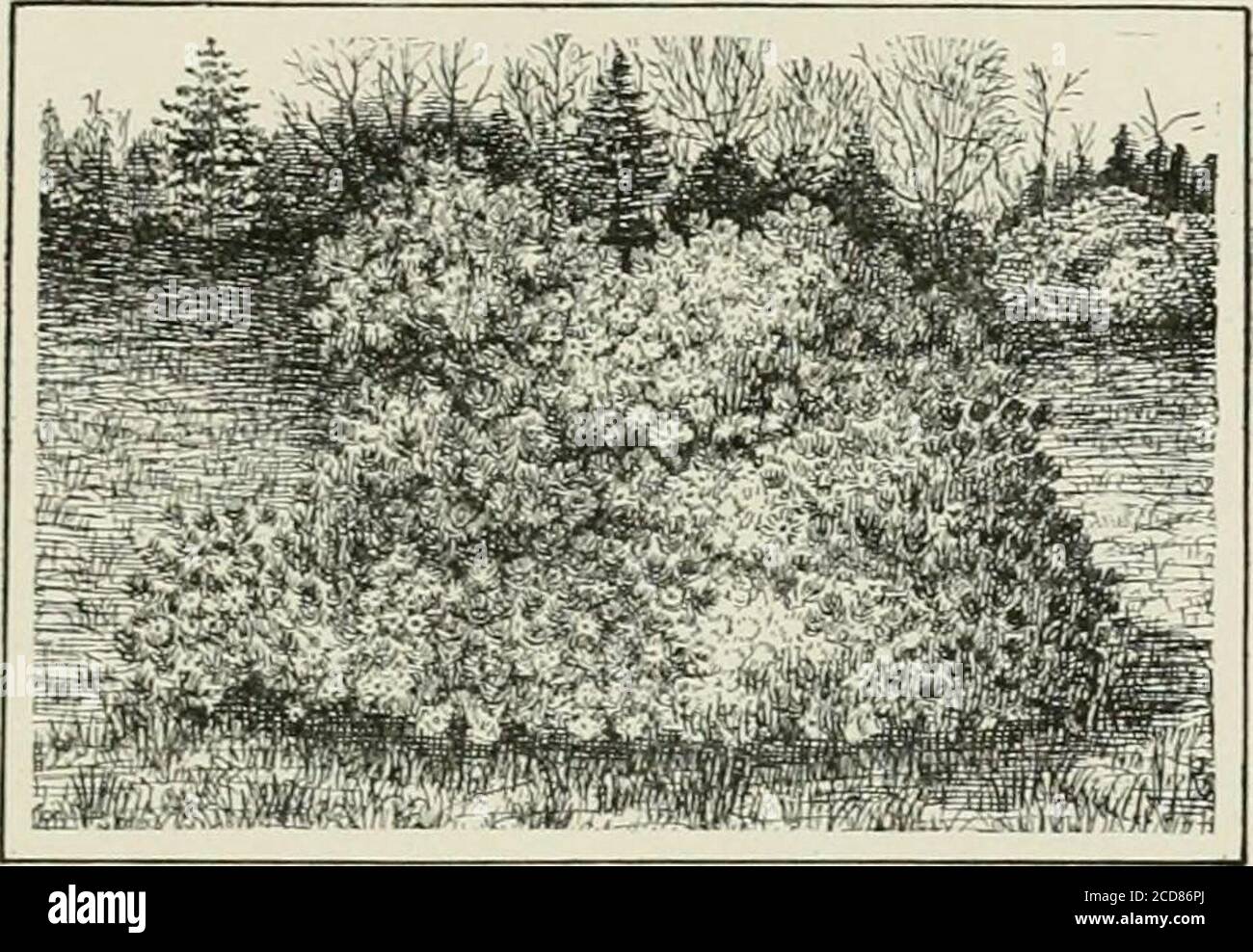 Rigid upright leaves hi-res stock photography and images - Alamy