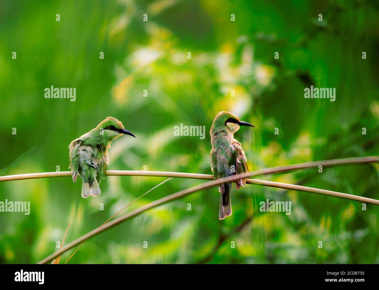 bee eaters in wildlife Stock Photo - Alamy