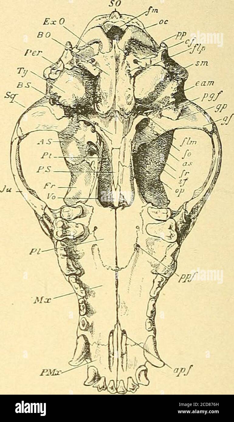 Foramen infraorbitale hi-res stock photography and images - Alamy