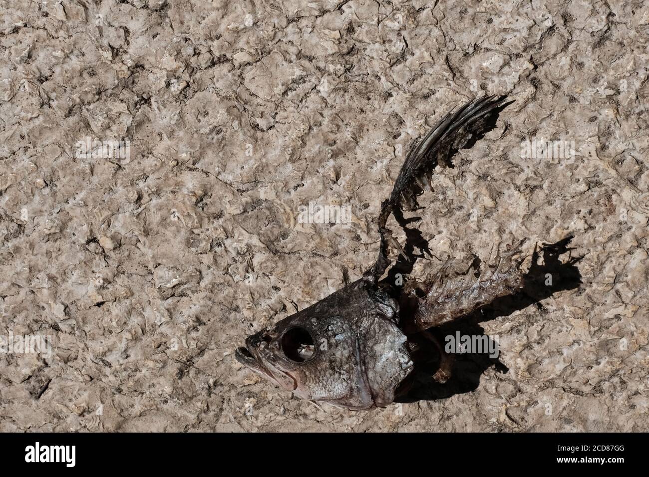 Operculum fish hi-res stock photography and images - Alamy