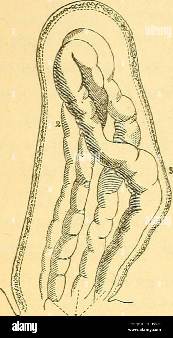 Placental injection hi-res stock photography and images - Alamy
