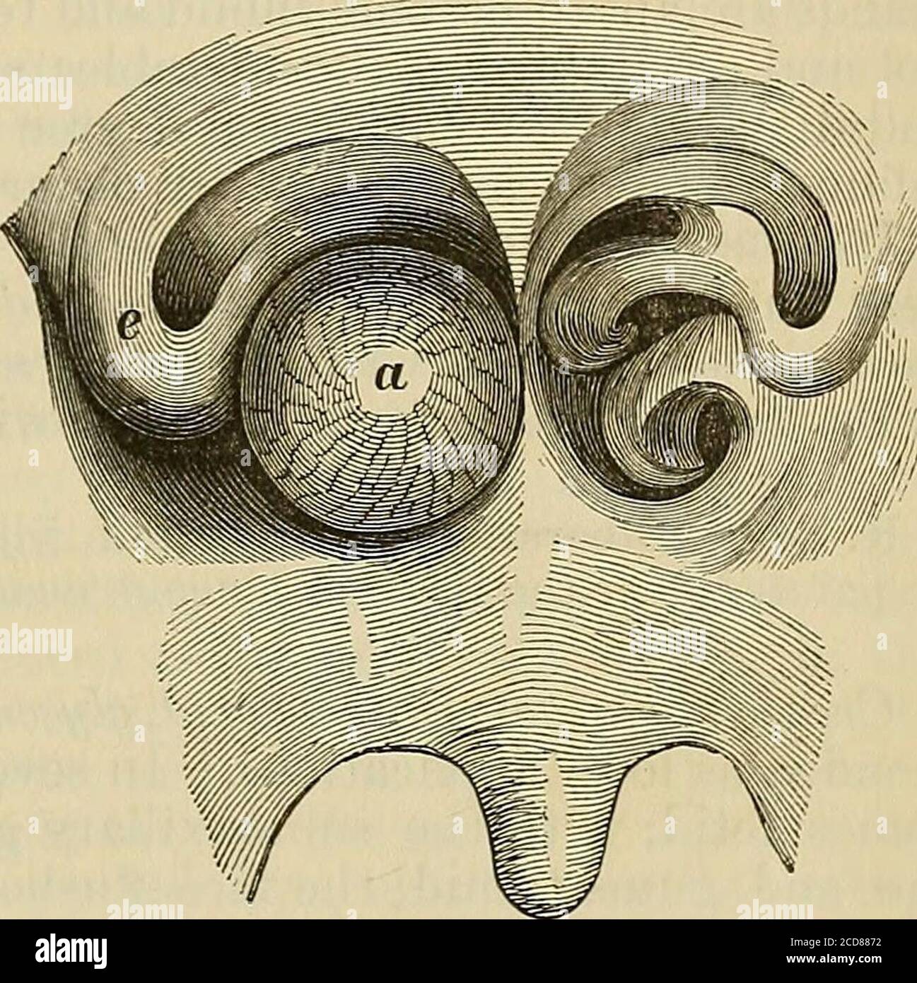 Glottis Forms High Resolution Stock Photography and Images - Alamy
