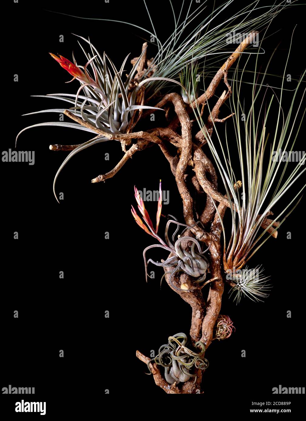 Tillandsia brachycaulos multiflora hi-res stock photography and images ...