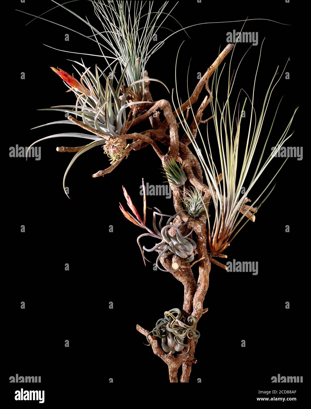 Tillandsia brachycaulos multiflora hi-res stock photography and images ...