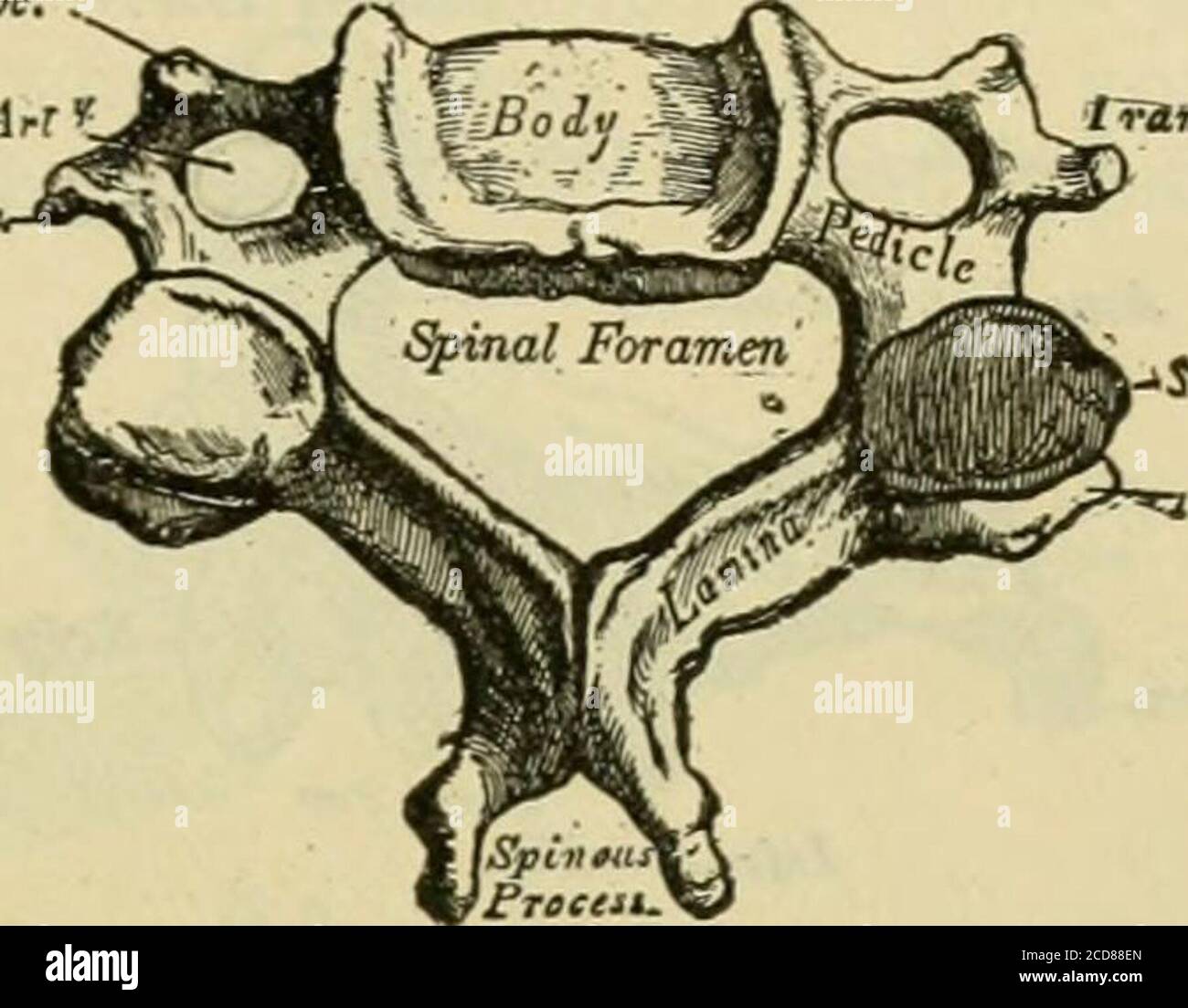 Intervertebral foramina hi-res stock photography and images - Alamy
