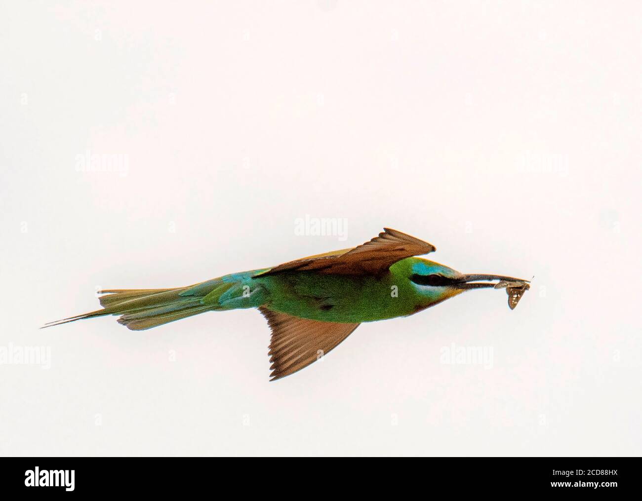 bee eaters in wildlife Stock Photo - Alamy