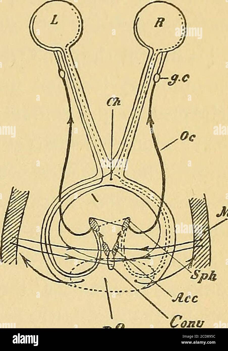 . The relations of the eye and its diseases to diseases of the body ...