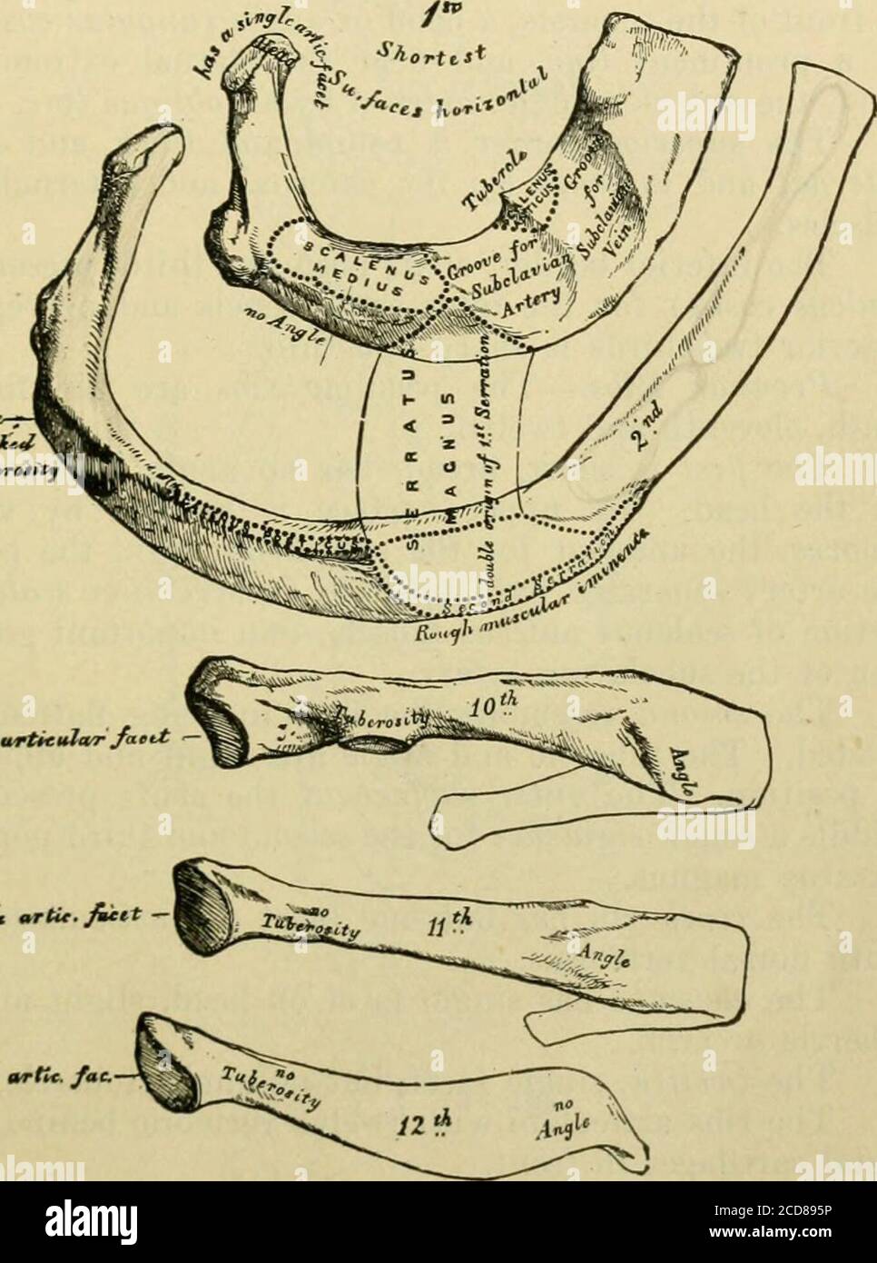 Vertebrochondral hi-res stock photography and images - Alamy