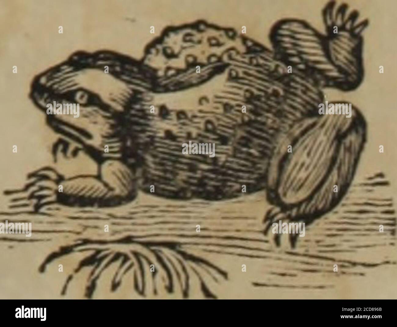 . Elementary exercises for the deaf and dumb . Toad Stock Photo - Alamy