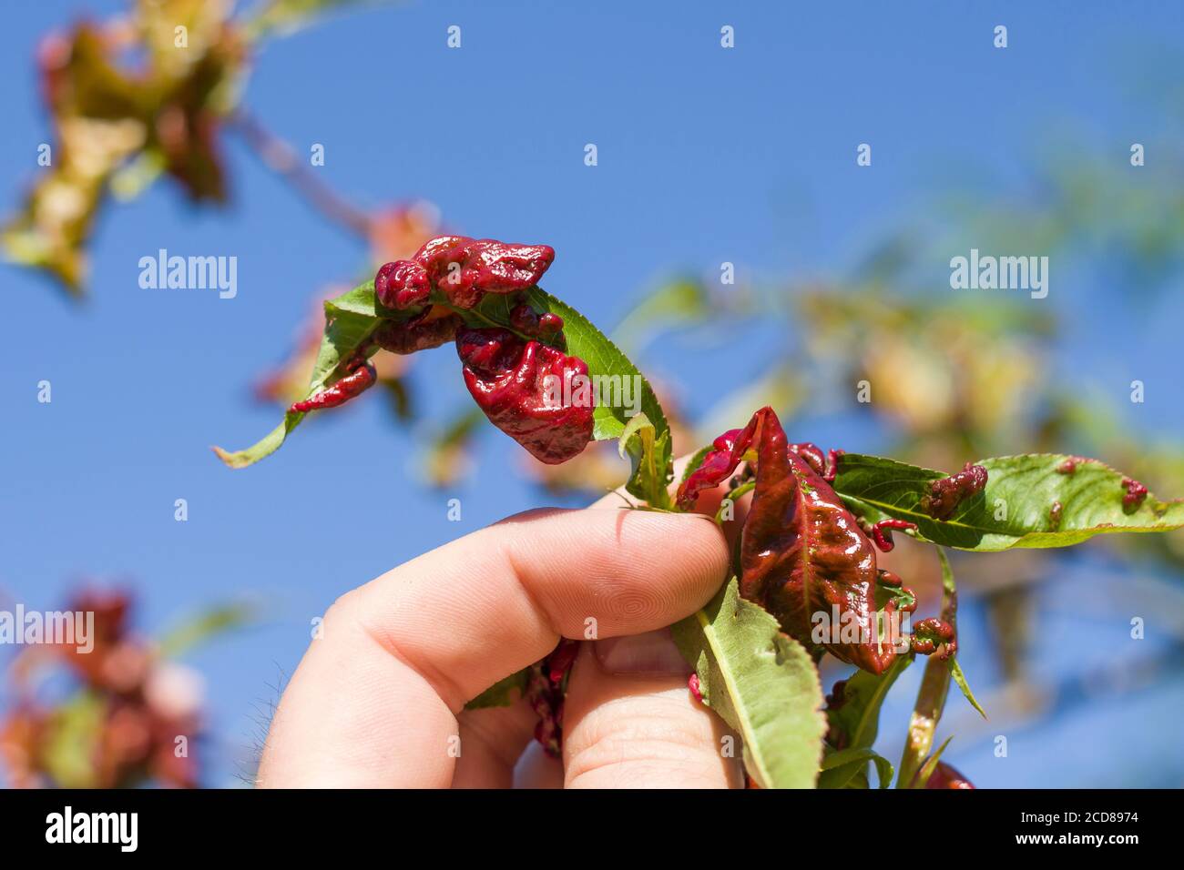Sick leaves hi-res stock photography and images - Alamy