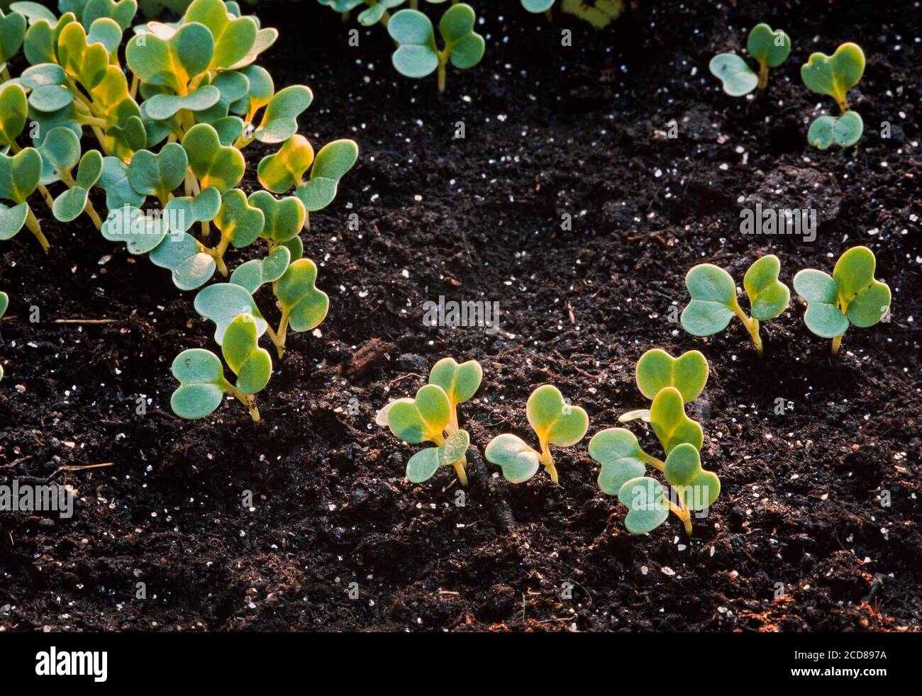 Broccoli seedlings hi-res stock photography and images - Alamy