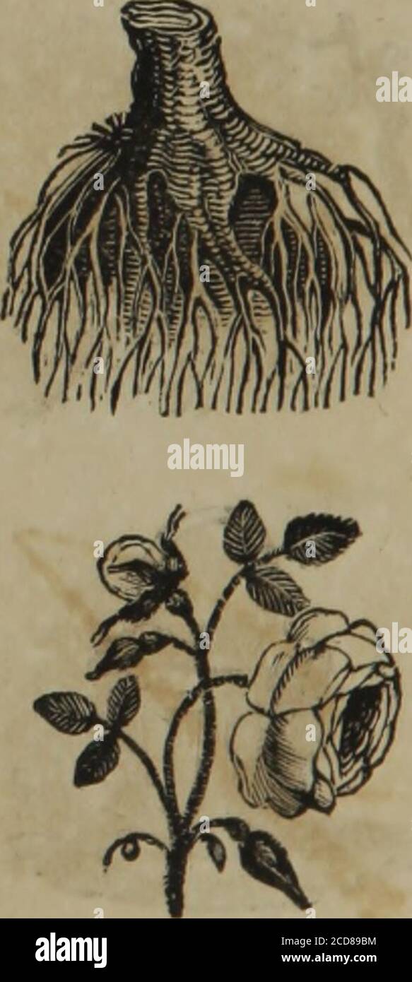 . Elementary exercises for the deaf and dumb . Root Rose Stock Photo ...