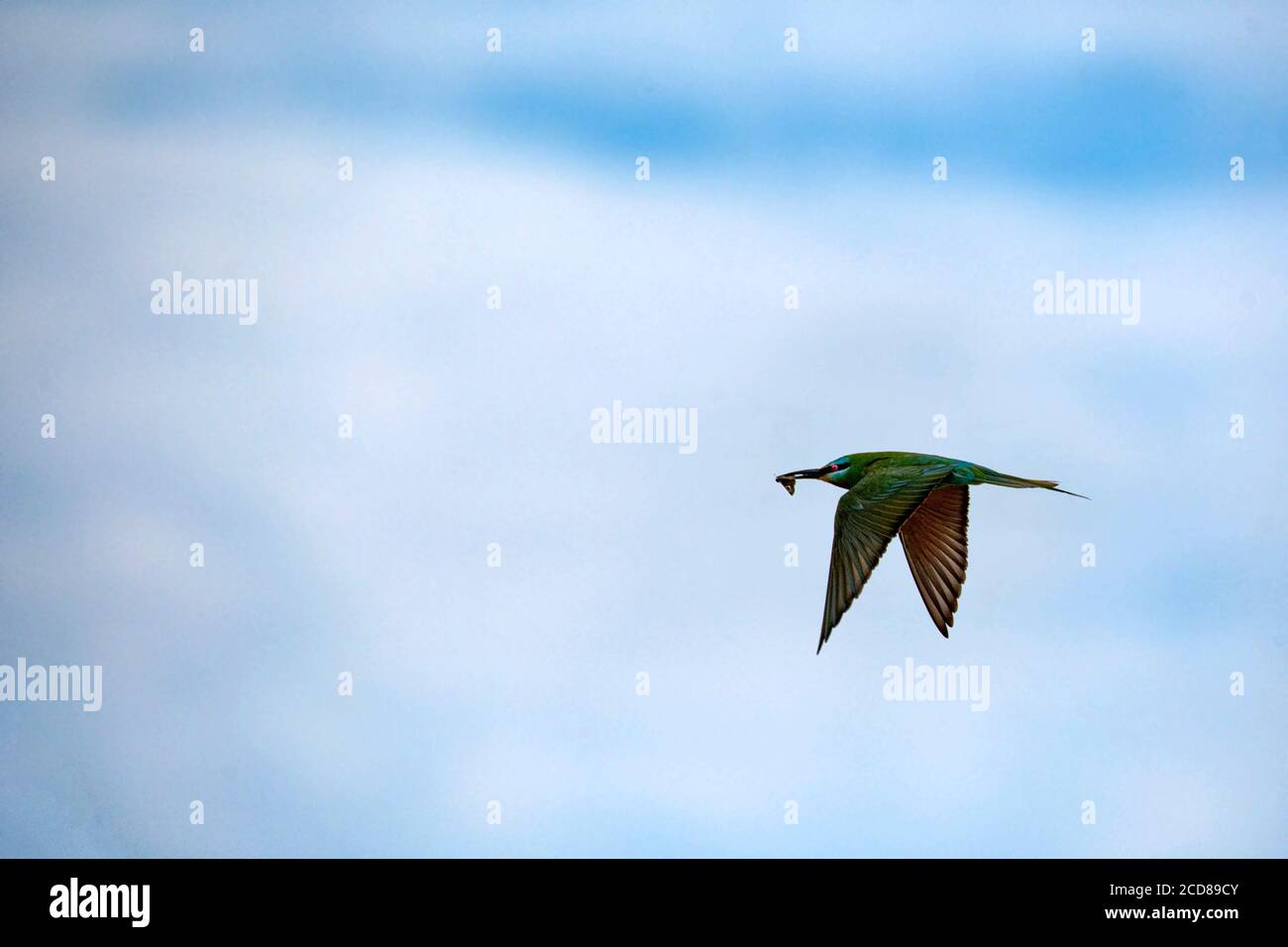 bee eaters in wildlife Stock Photo - Alamy
