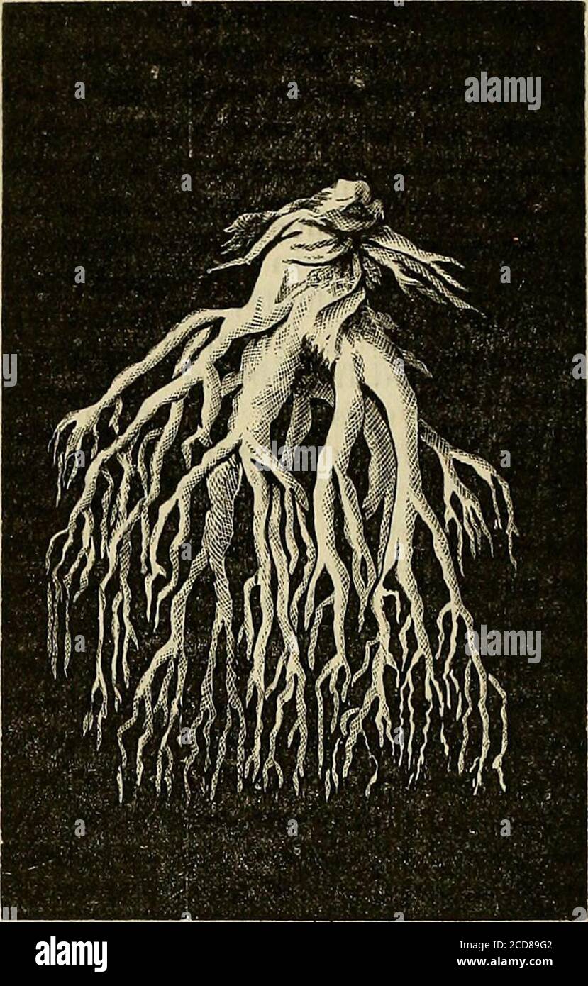 Bronchit hi-res stock photography and images - Alamy