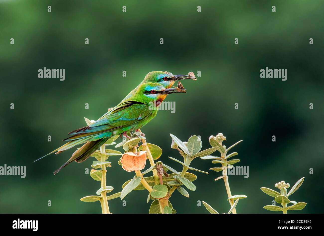 bee eaters in wildlife Stock Photo - Alamy