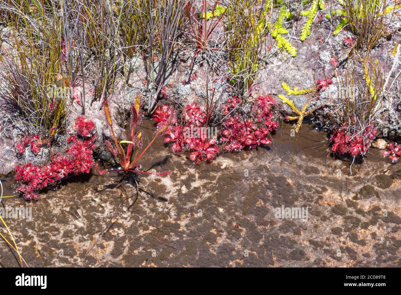Drosera capensis and Drosera rubrifolia close to Ceres, Western Cape ...