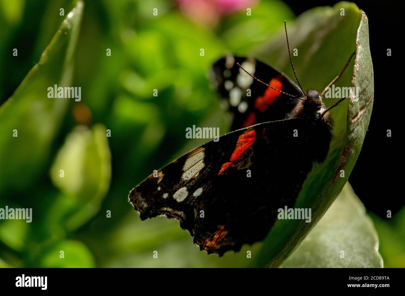Vanessa atalanta, the red admiral or, previously, the red admirable ...