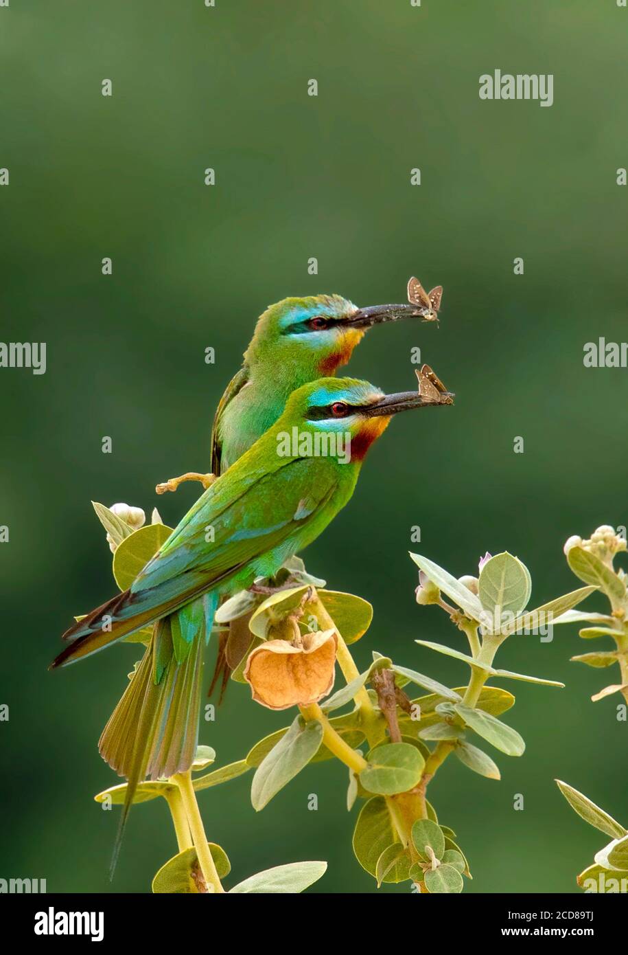 bee eaters in wildlife Stock Photo - Alamy