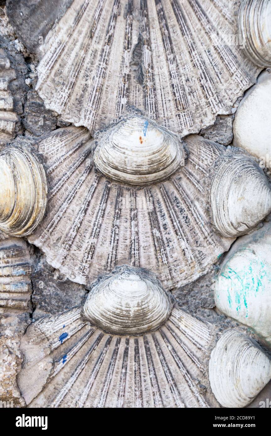 Closeup shot shells background hi-res stock photography and images - Alamy