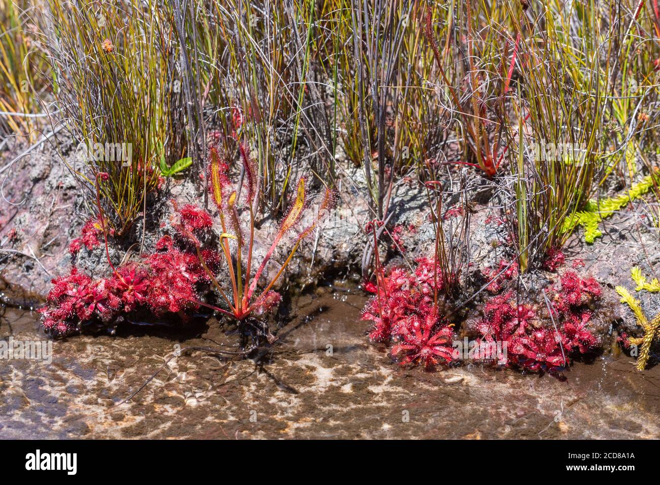 Drosera capensis and Drosera rubrifolia close to Ceres, Western Cape ...