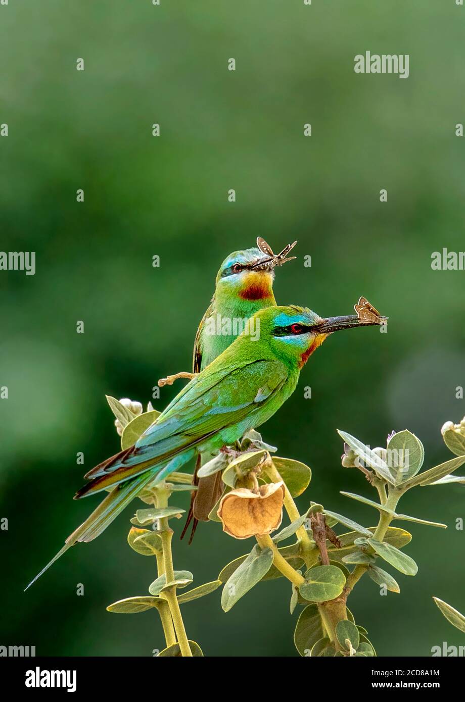 bee eaters in wildlife Stock Photo - Alamy