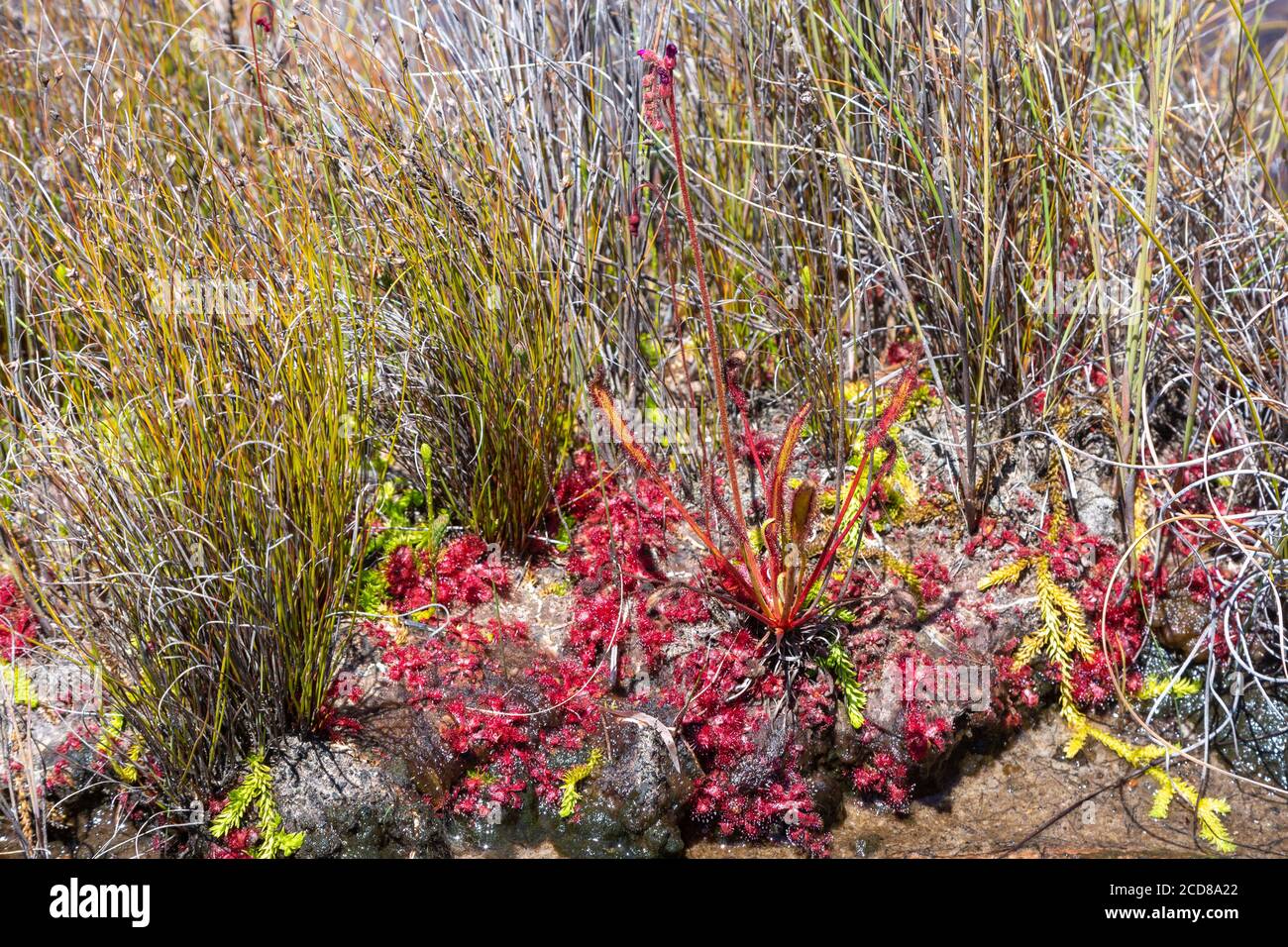 Drosera capensis and Drosera rubrifolia close to Ceres, Western Cape ...