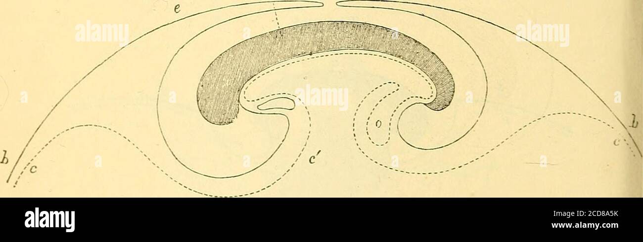 . Hand-book of physiology . part of the S-shaped heart. The first ...