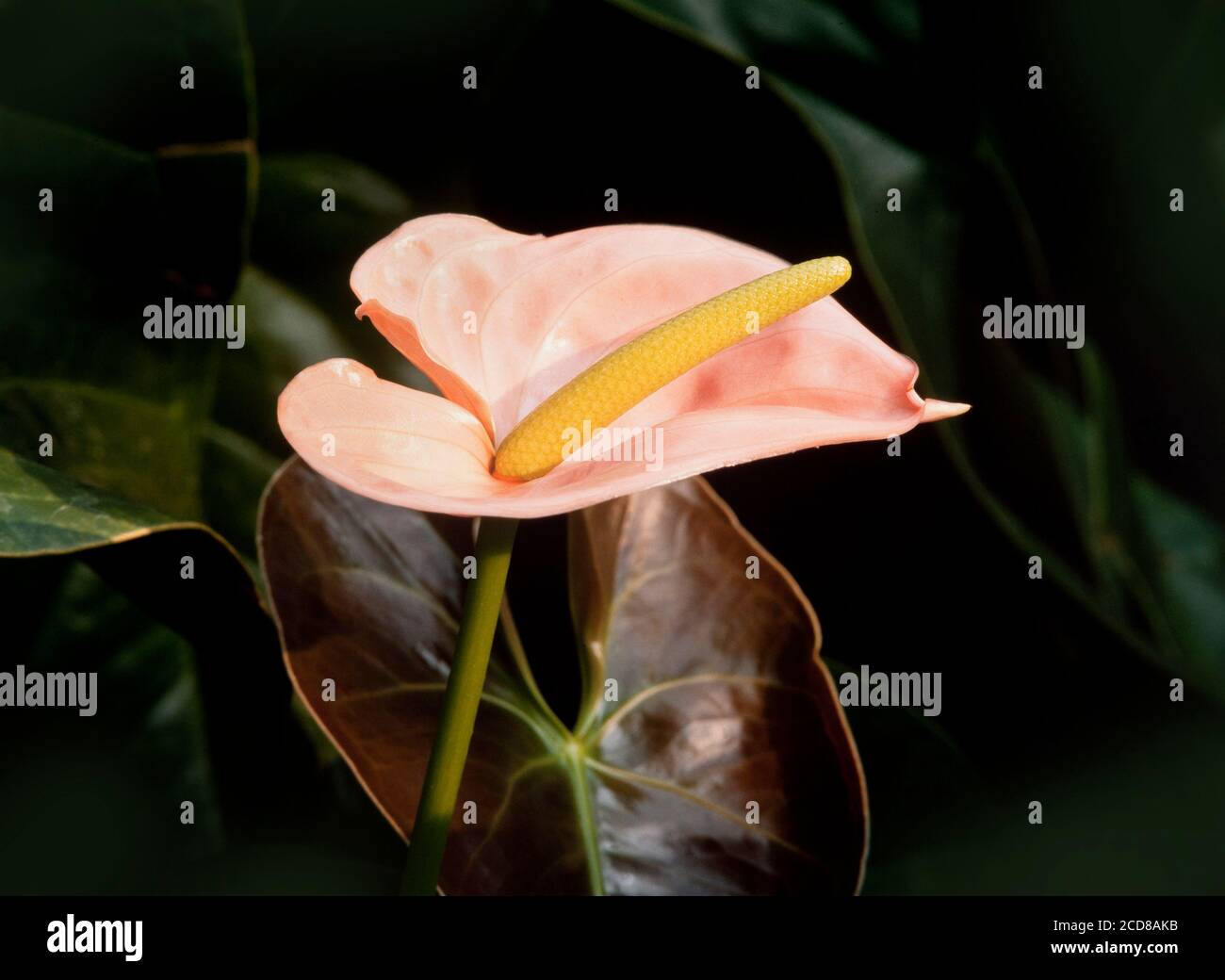 Anthurium andraeanum in flower Stock Photo - Alamy