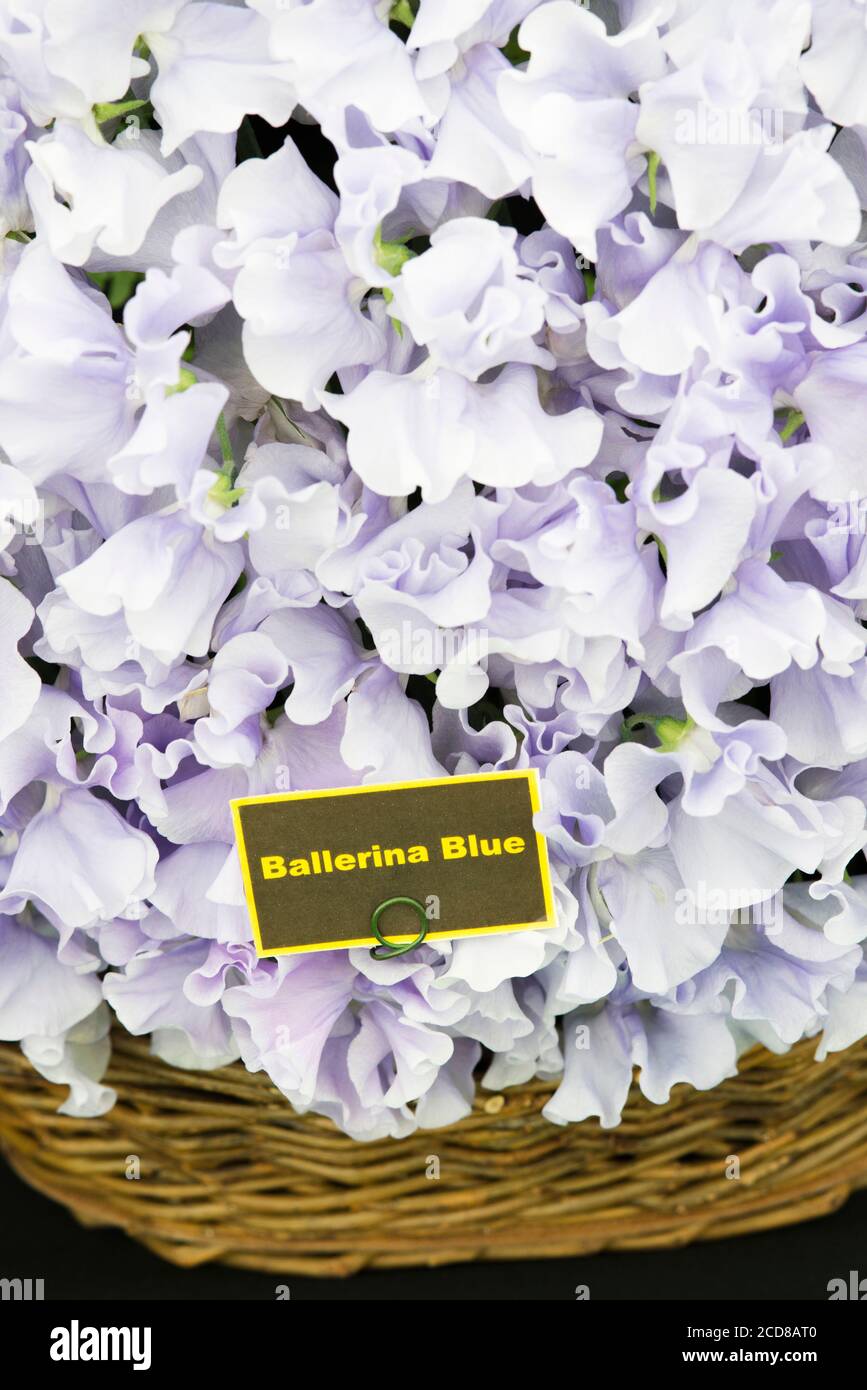 Ballerina blue sweet pea hi-res stock photography and images - Alamy