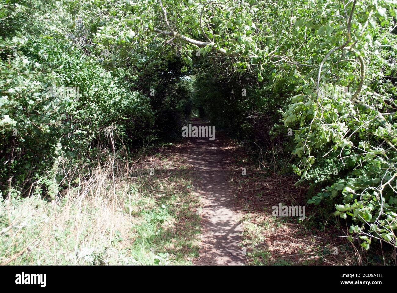 Overhanging hedge hi-res stock photography and images - Alamy