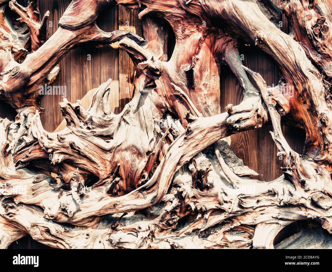 Complex tree roots texture for background Stock Photo - Alamy