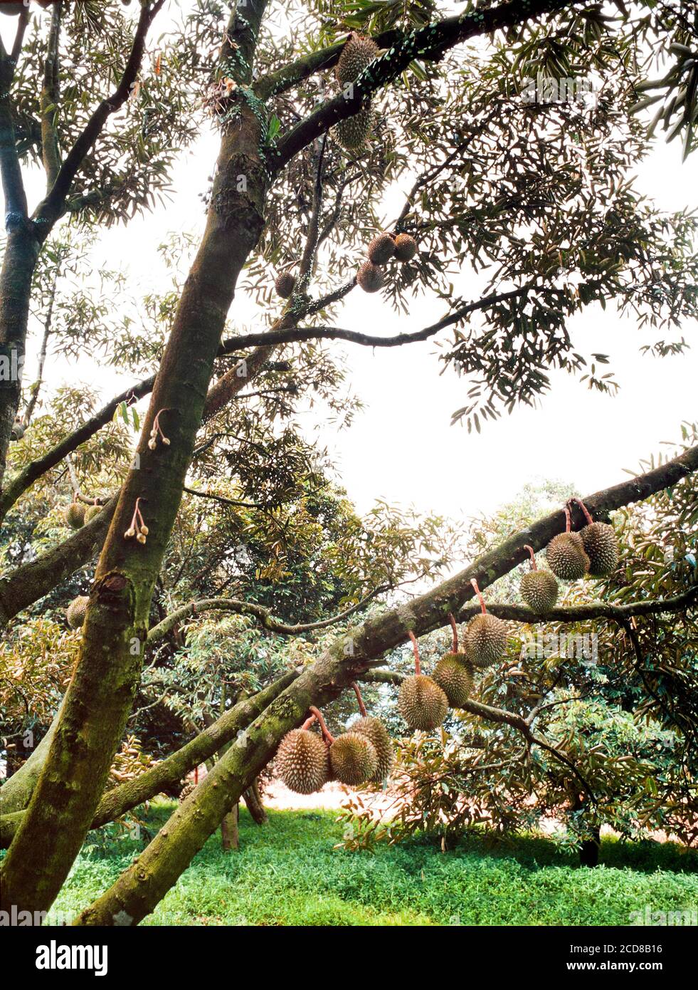 Durian tree hi-res stock photography and images - Alamy
