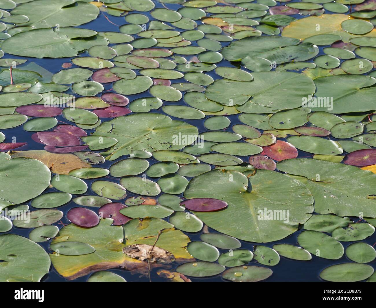 Colorful lily pads hi-res stock photography and images - Alamy