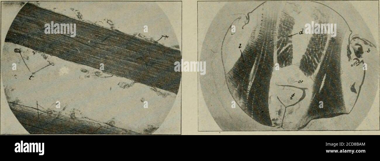 . Gleanings in bee culture . Fig. 5.—Tubular muscle, transverse section ...