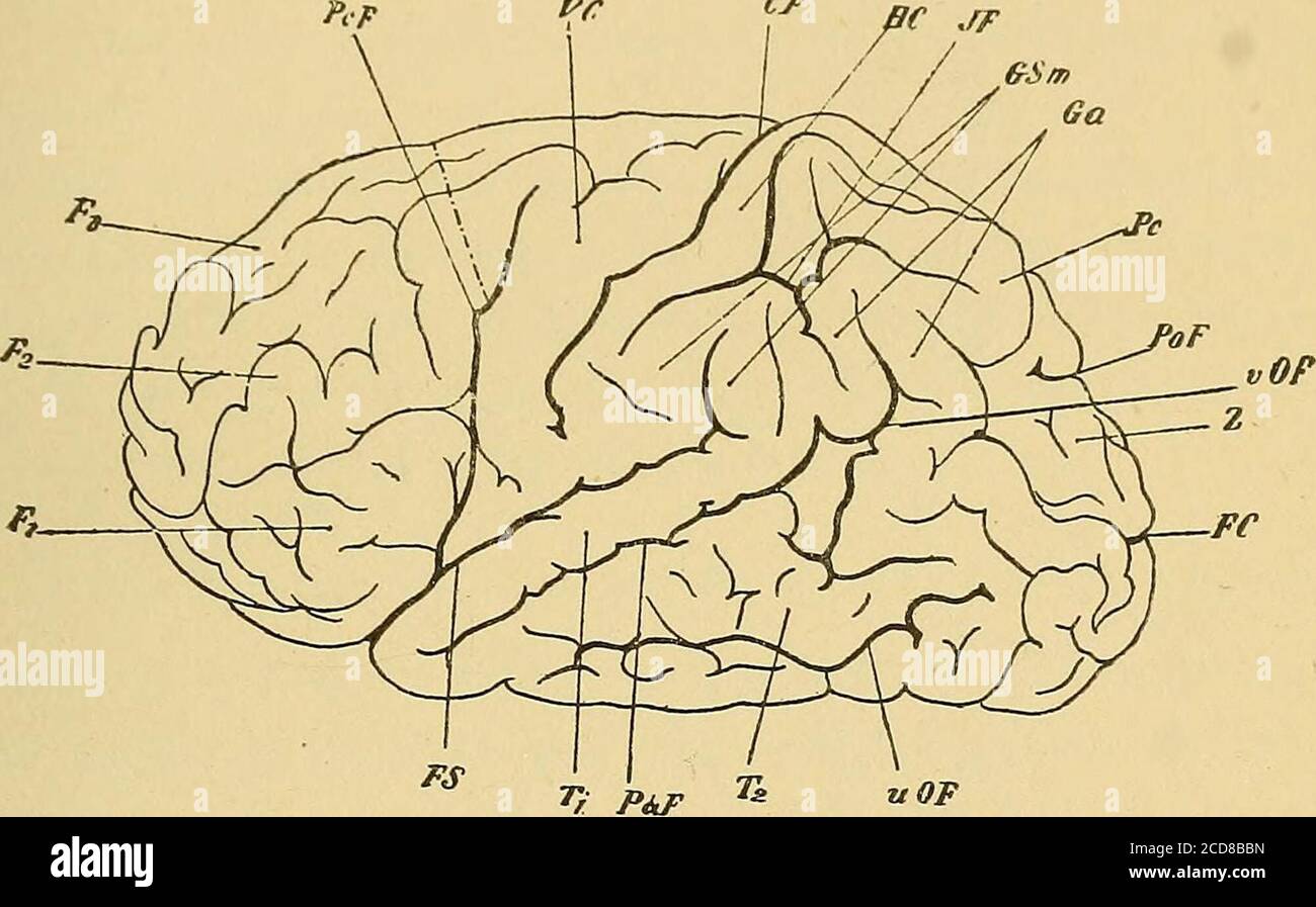 Frontalcortex hi-res stock photography and images - Alamy