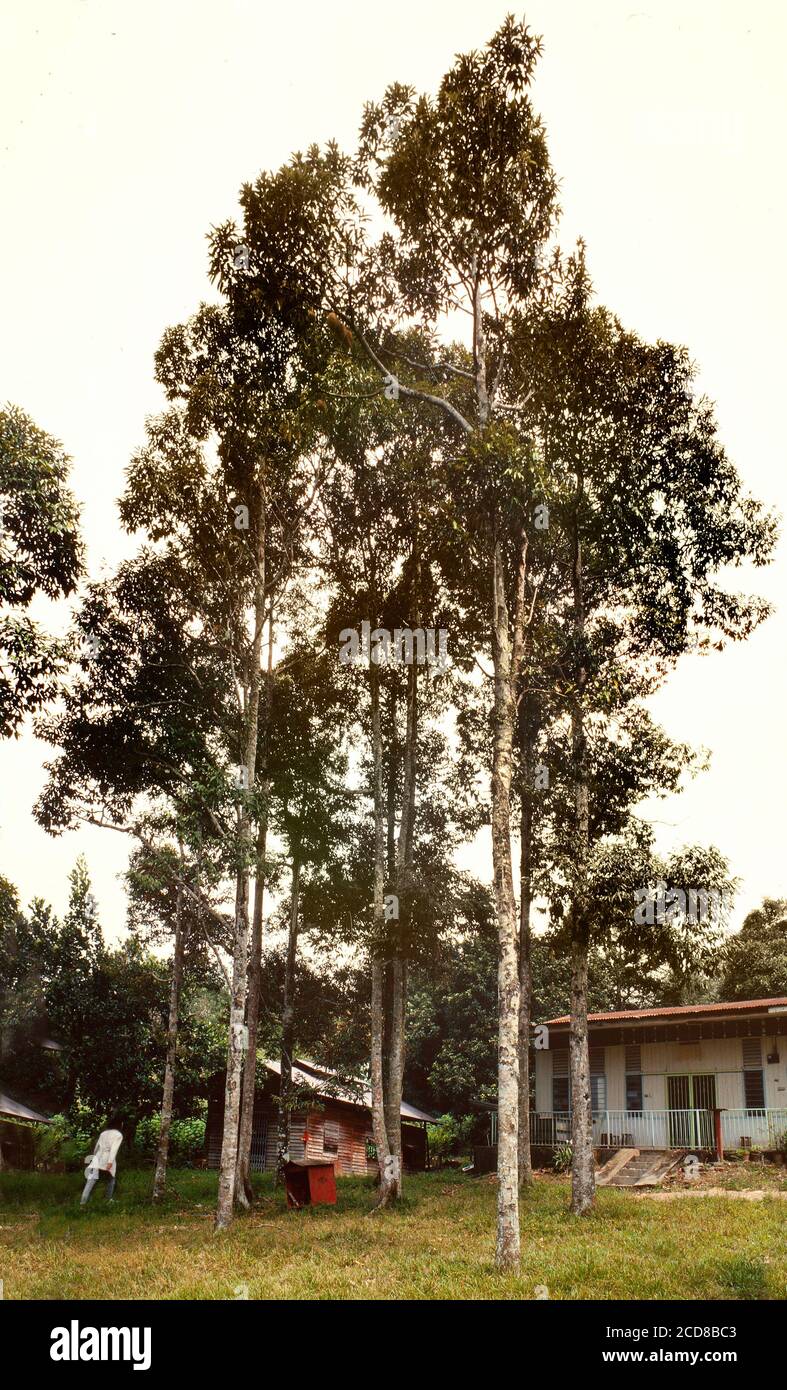 Durian tree hi-res stock photography and images - Alamy